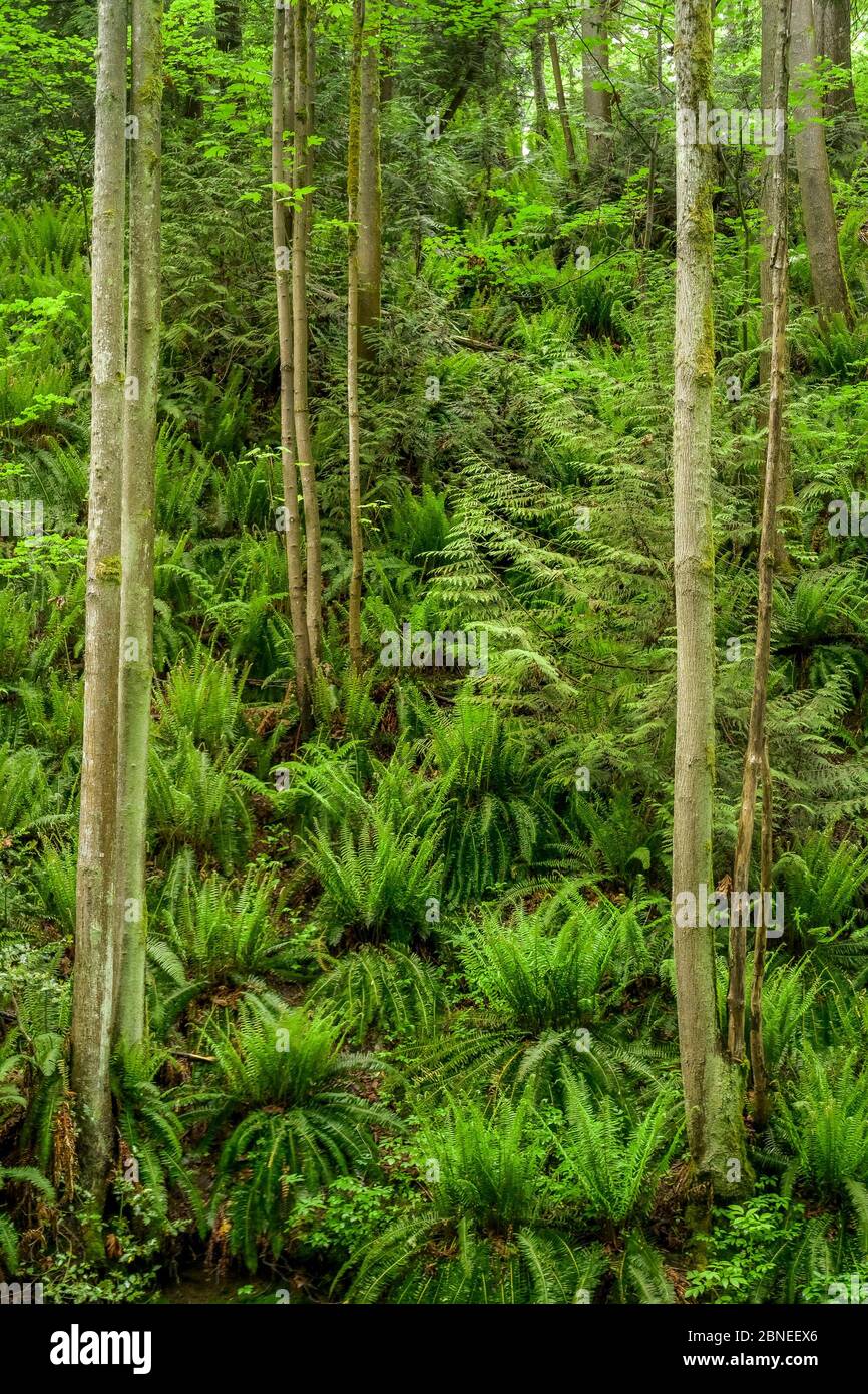 Western sword fern on ravine slope, Mahon Park, North Vancouver ...