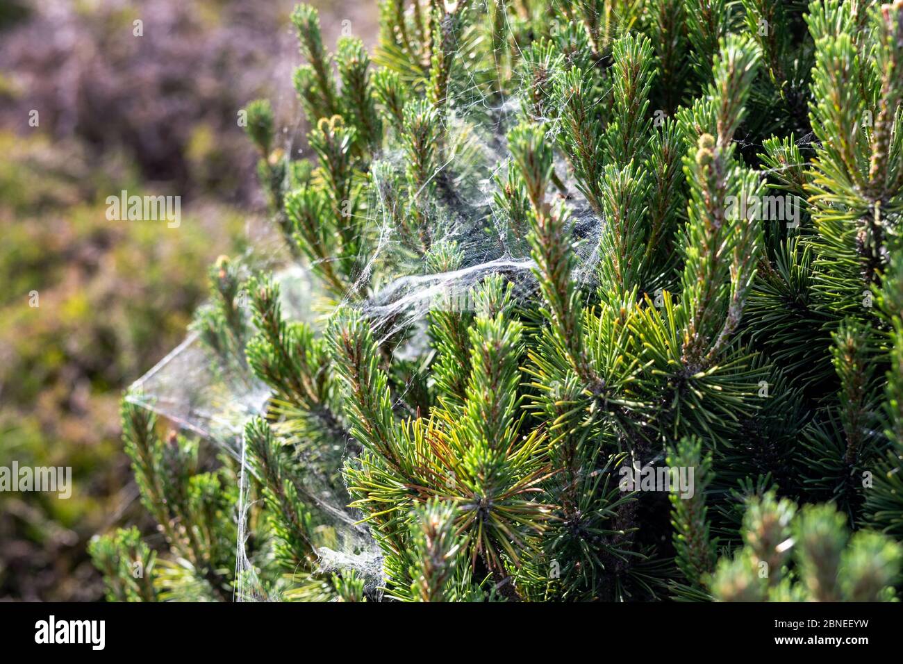 Coniferous spruce or pine tree branch covered with spider net in forest ...