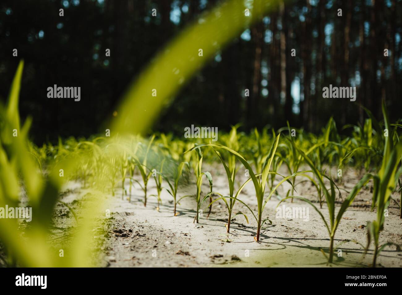 photo of a raw of small plants growing from the ground Stock Photo - Alamy