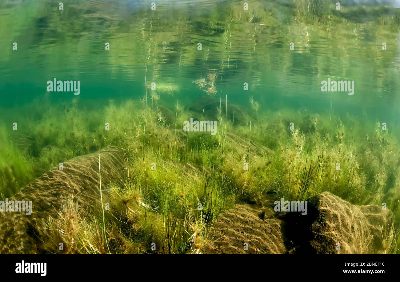 An underwater scene in Llyn Bochlwyd, also known as Australia lake ...