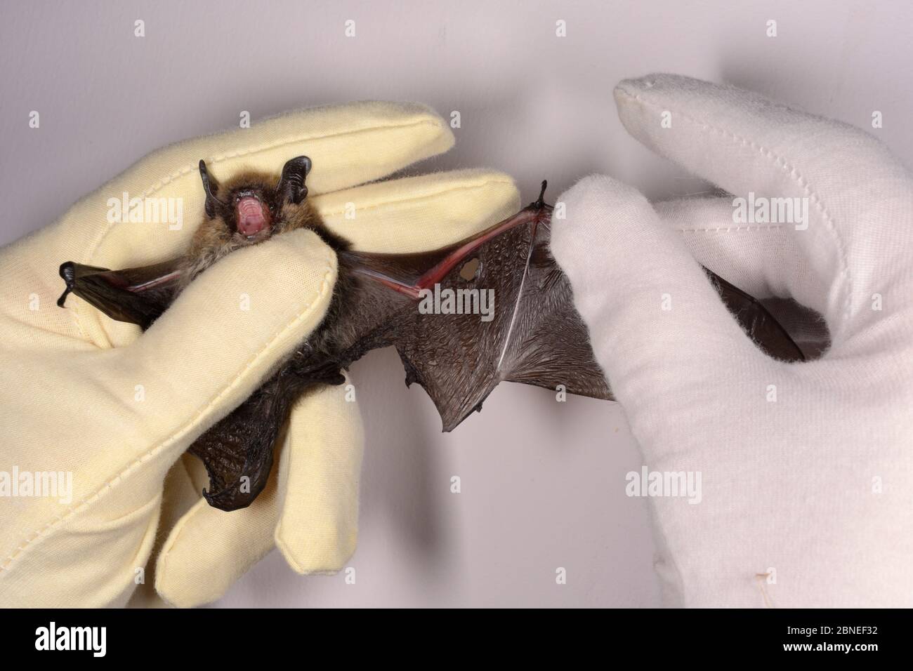 Whiskered bat (Myotis mystacinus) with a wing damaged by a cat being ...