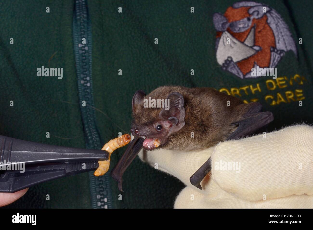 Leisler's / Lesser noctule bat (Nyctalus leisleri) being offered a ...