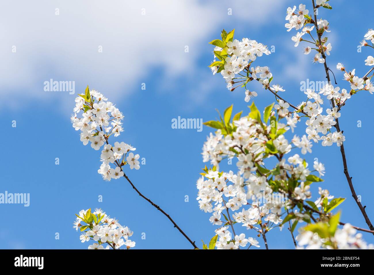 Pink cherry blossoms tree hi-res stock photography and images - Alamy