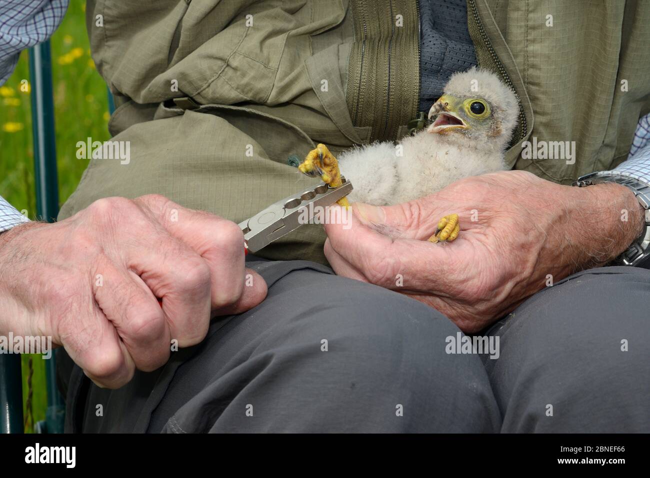 Ringing survey hi-res stock photography and images - Alamy