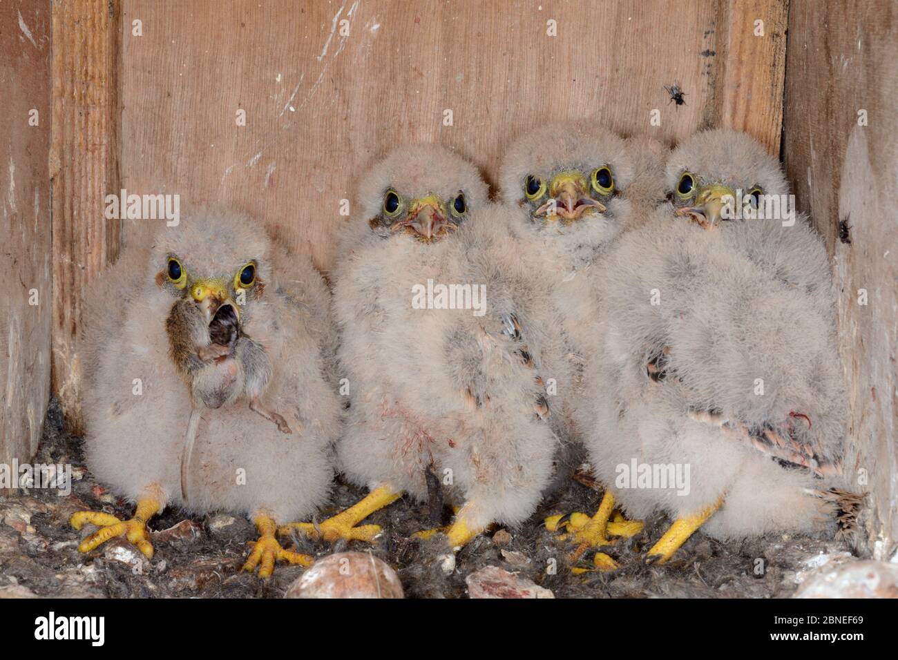 Baby birds in nest box hi-res stock photography and images - Alamy