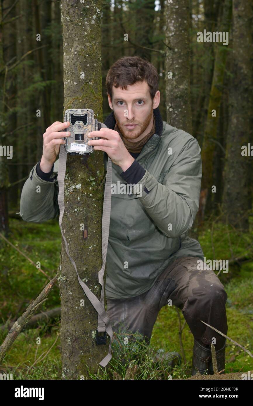 Pine marten in wales hi-res stock photography and images - Alamy