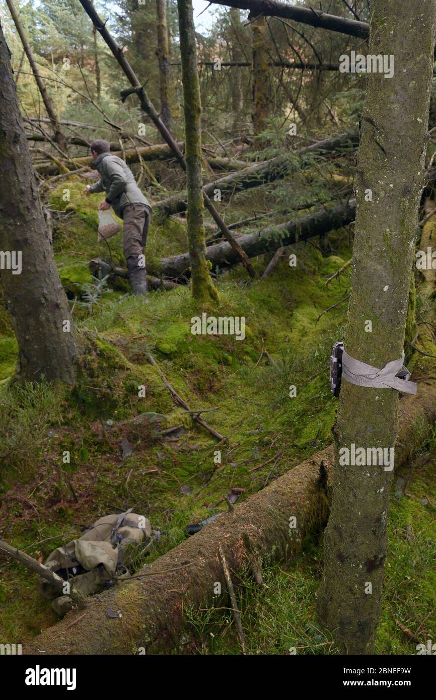 Coniferous plantation hi-res stock photography and images - Alamy