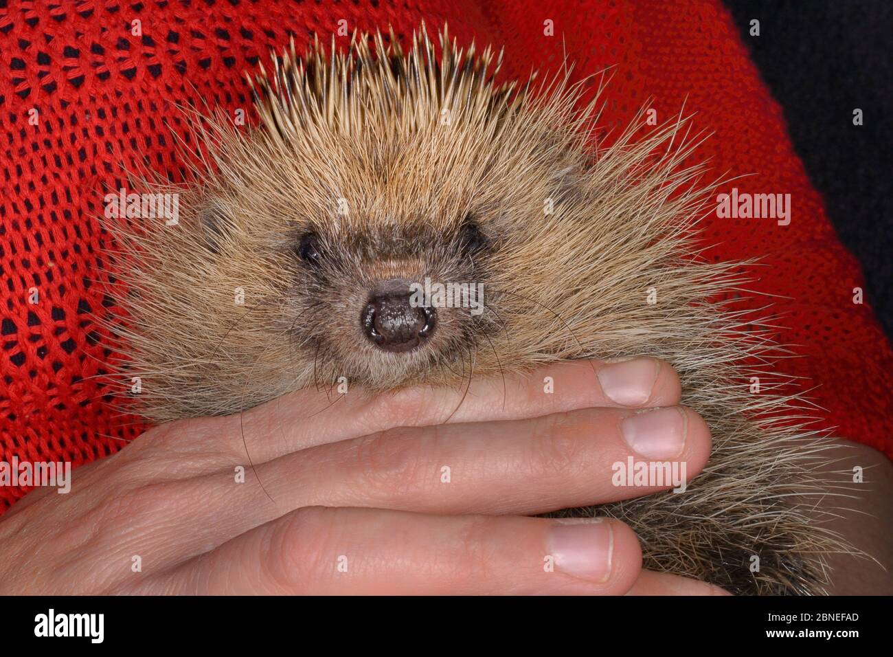 Adult hedgehog hi-res stock photography and images - Alamy