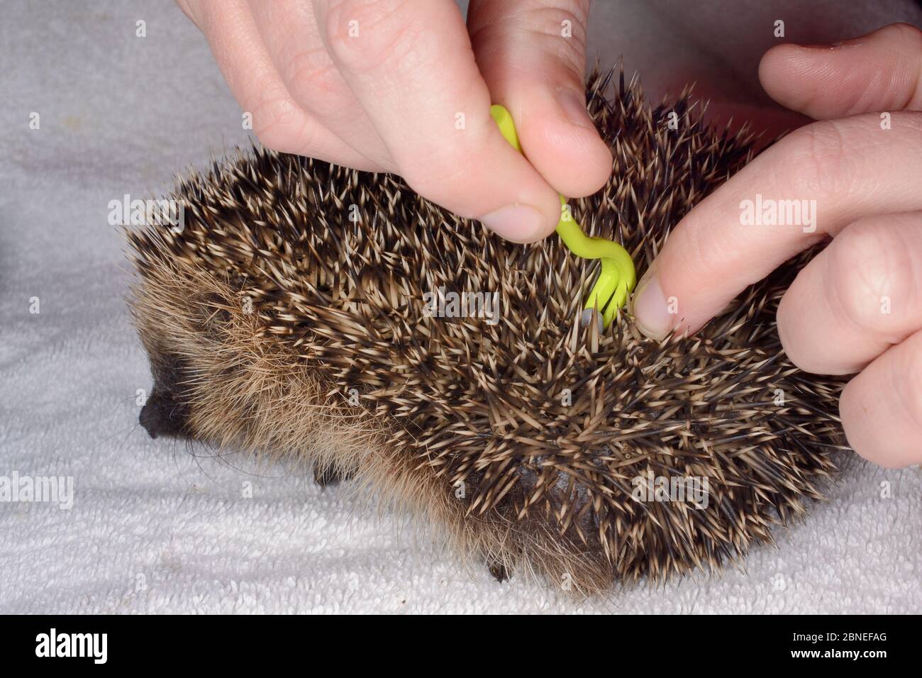 Tick ixodes hexagonus hi-res stock photography and images - Alamy