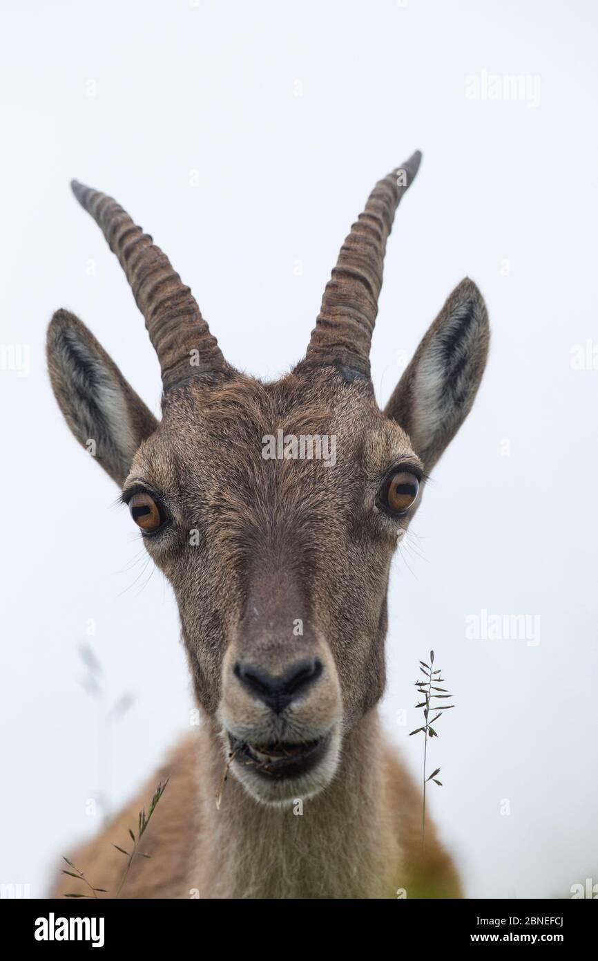 Alpine ibex (Capra ibex), portrait of a female, Bernese Alps ...