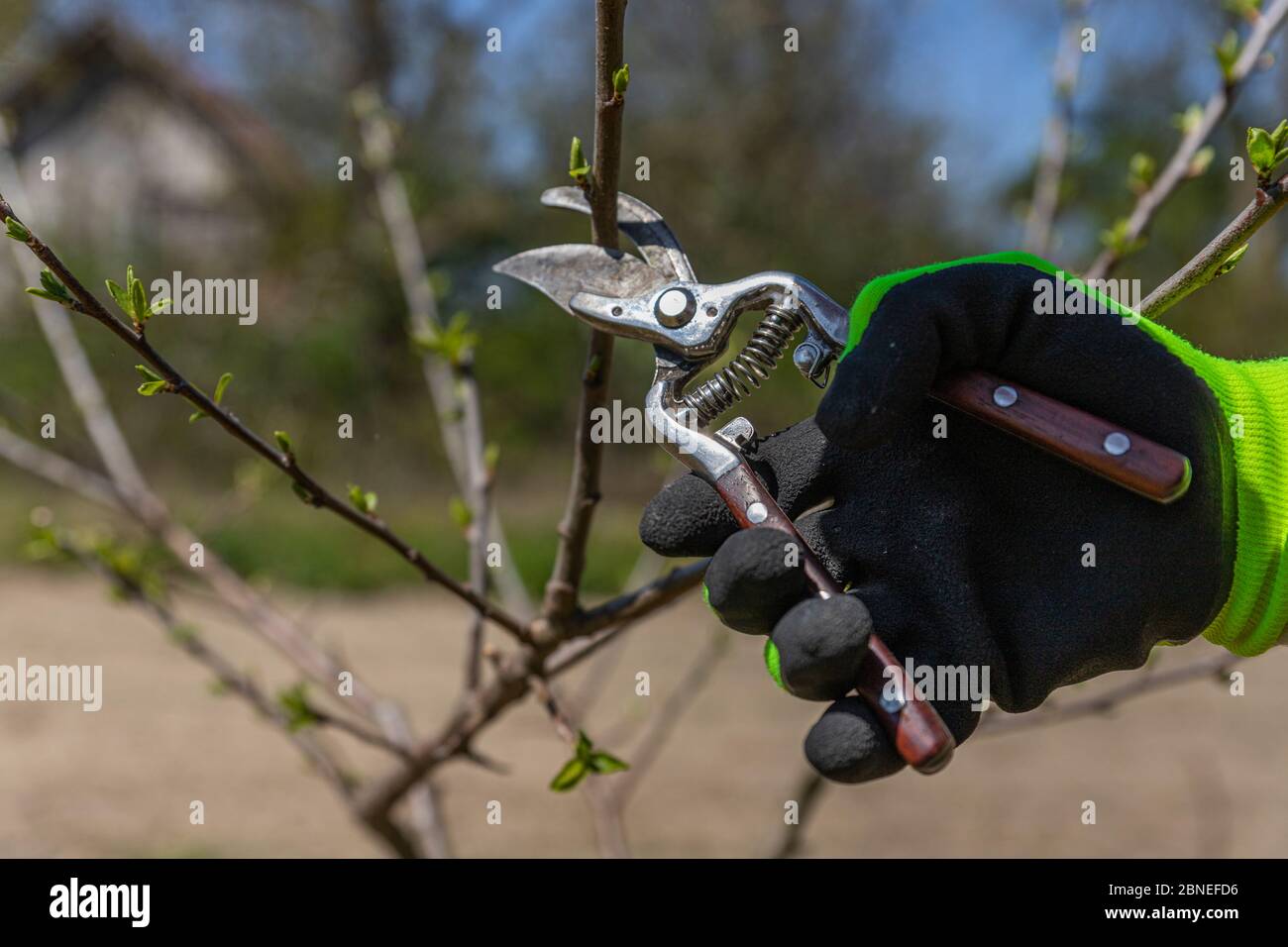 Orchard maintenance. Agricultural works, branching on fruit trees with ...