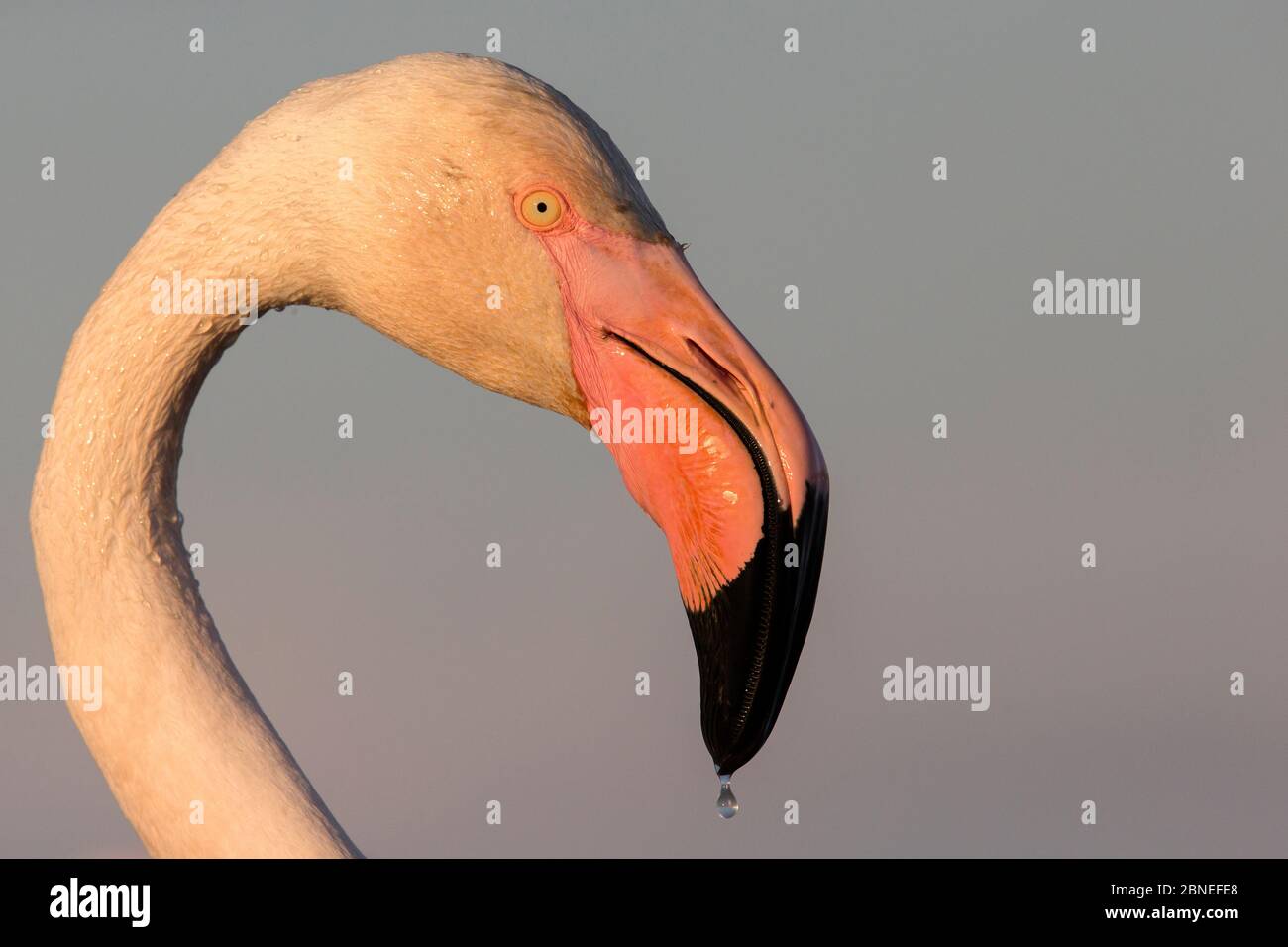 European flamingo (Phoenicopterus roseus) head profile portrait ...