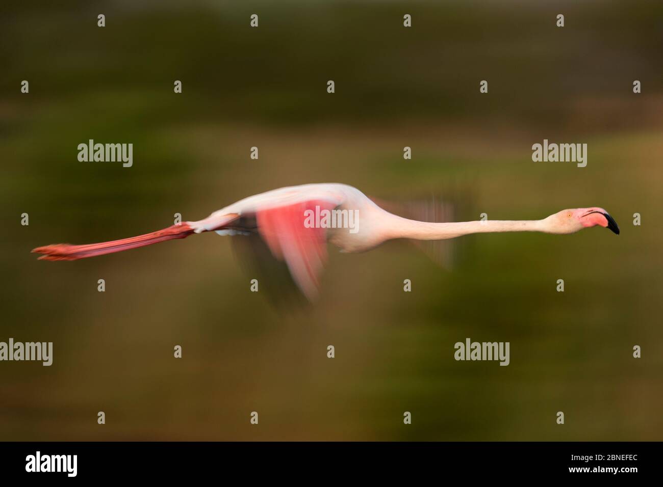 European flamingo (Phoenicopterus roseus) in flight, Camargue, France ...