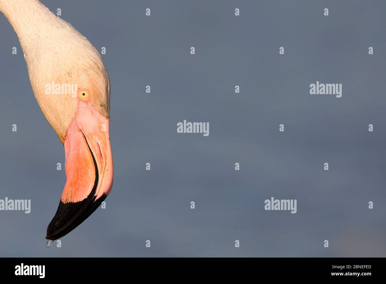 European flamingo (Phoenicopterus roseus) head profile portrait ...