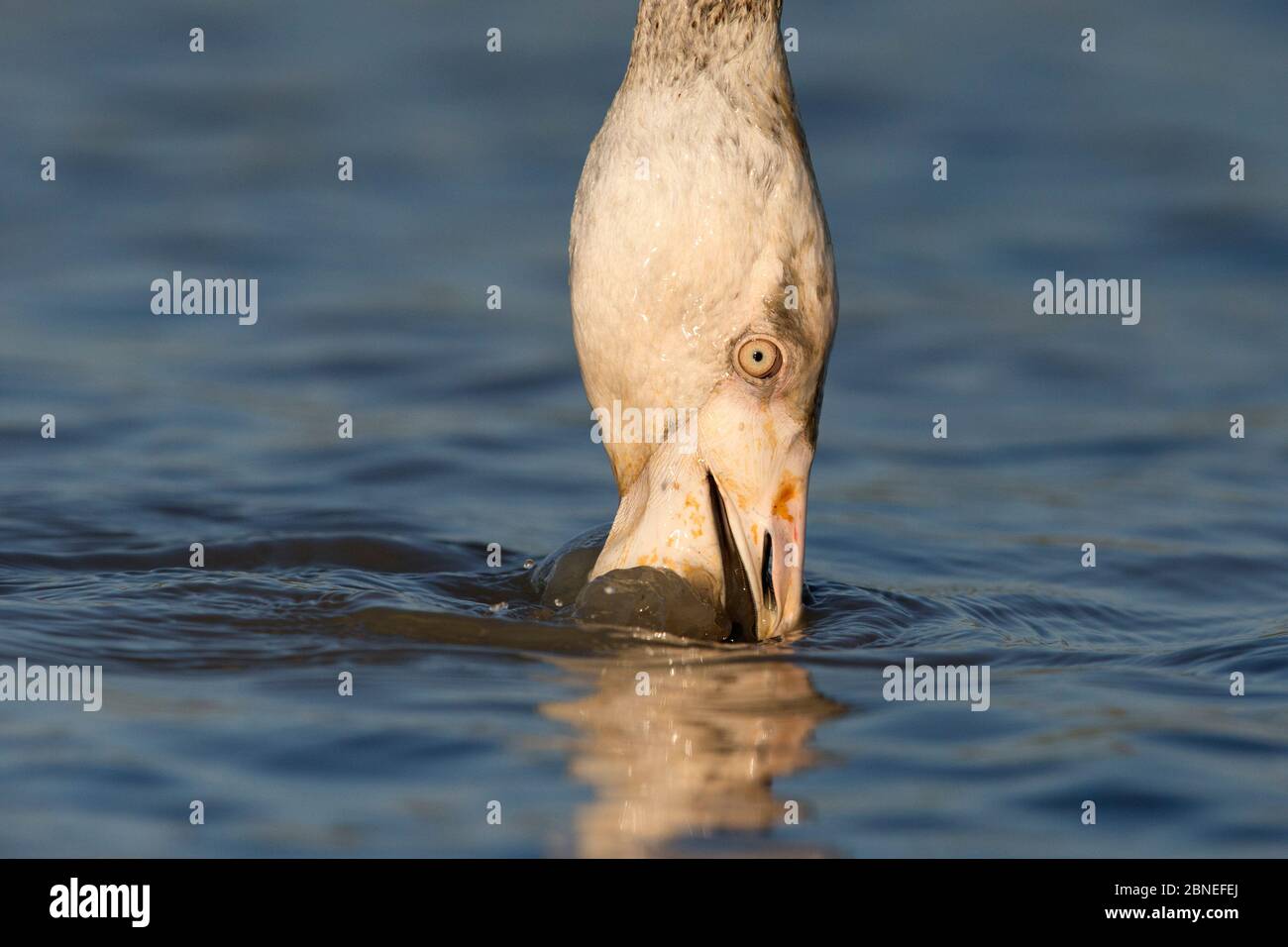 European flamingo (Phoenicopterus roseus) head profile portrait while ...