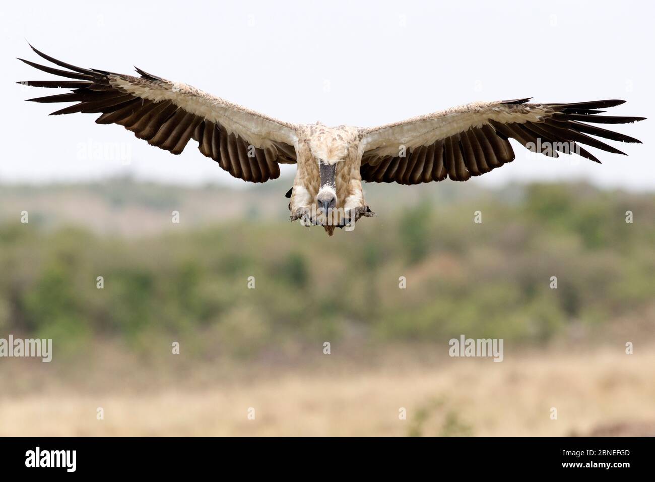 Ruppell's griffon vulture (Gyps rueppellii) flying in to land on ...