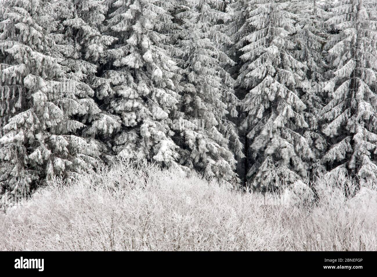 Snow covered pine trees, Hautes Fagnes Nature Reserve, Ardennes ...