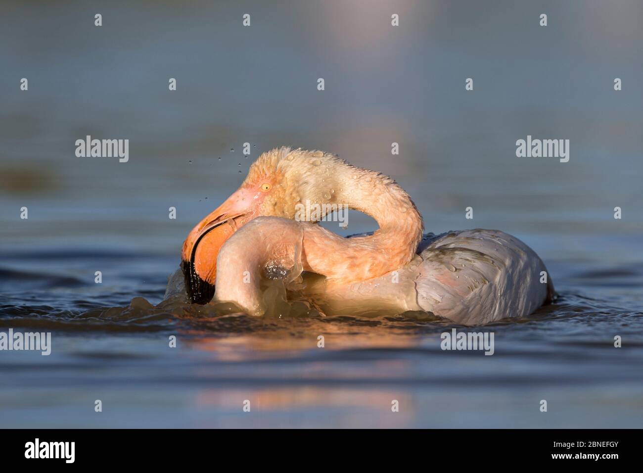 European flamingo (Phoenicopterus roseus) bathing Camargue, France, May ...