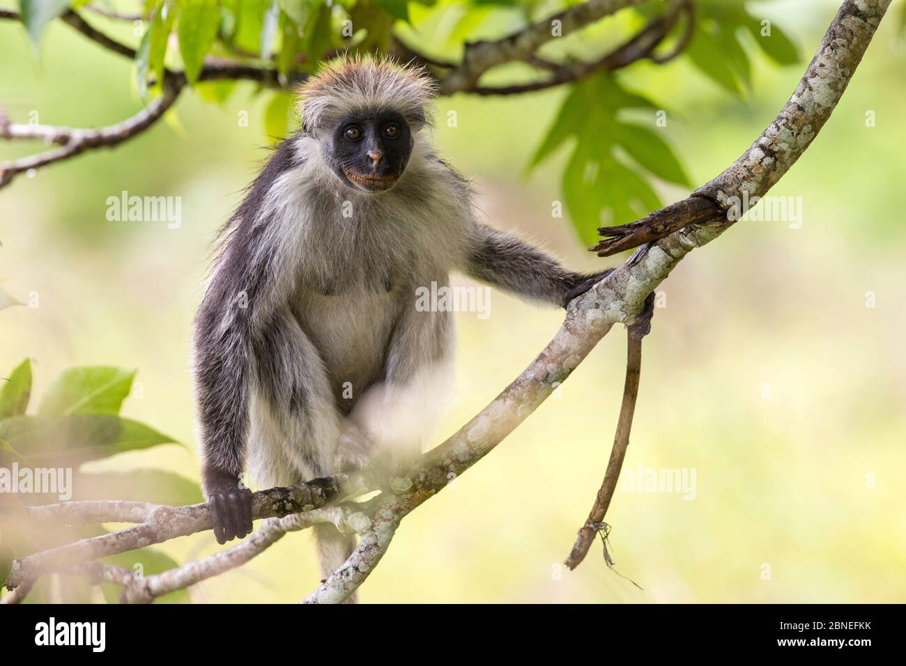 Zanzibar red colobus monkey (Procolobus kirkii) portrait in a tree ...