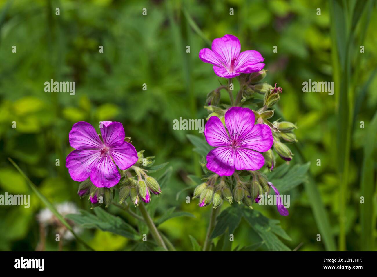 Geranium attenuilobum hi-res stock photography and images - Alamy