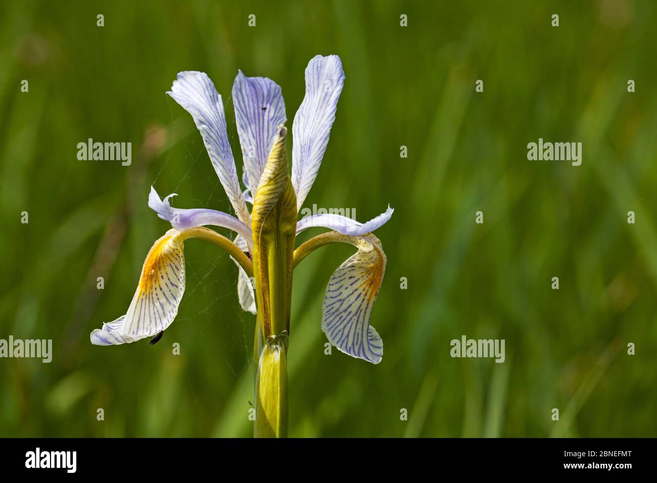 Iris pariensis hi-res stock photography and images - Alamy