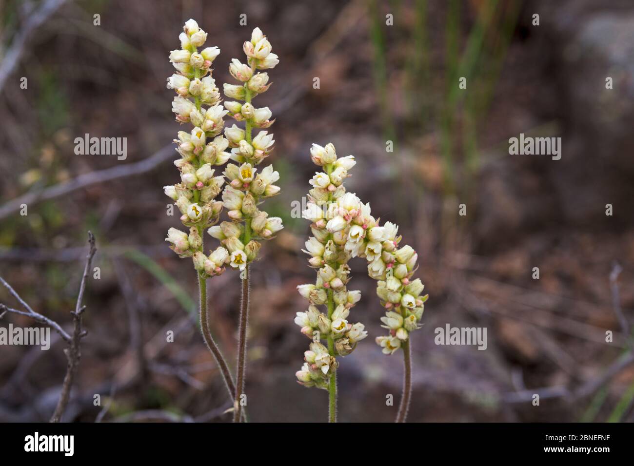 Cave alumroot hi-res stock photography and images - Alamy