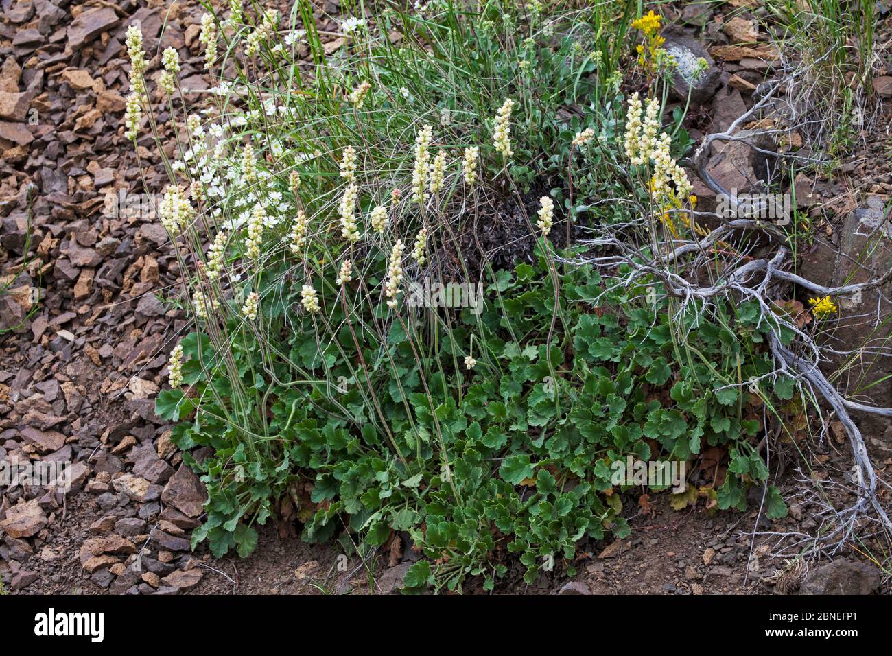 Littleflower alumroot hi-res stock photography and images - Alamy