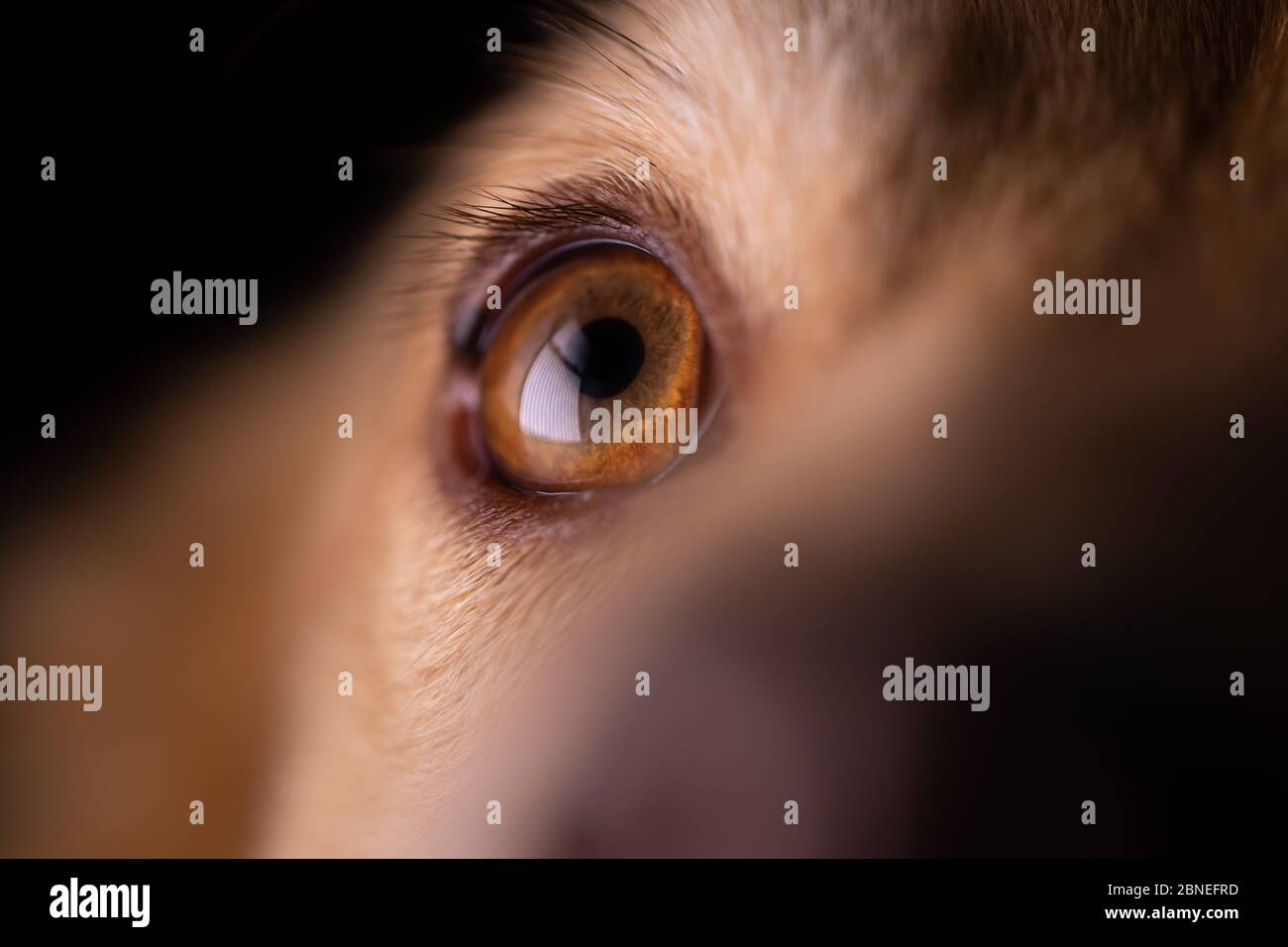 Dog pupil eye hi-res stock photography and images - Alamy