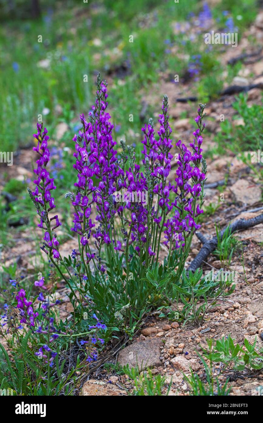 Oxytropus lambertii hi-res stock photography and images - Alamy