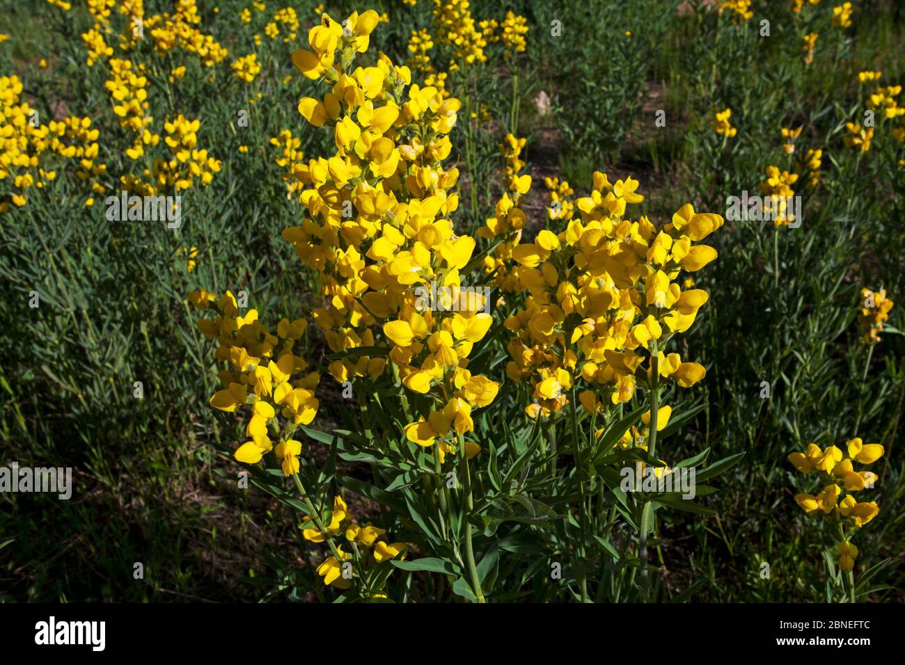 Mountain common pea hi-res stock photography and images - Alamy