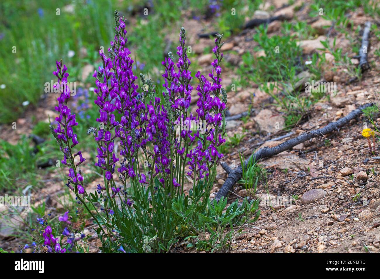 Oxytropus lambertii hi-res stock photography and images - Alamy