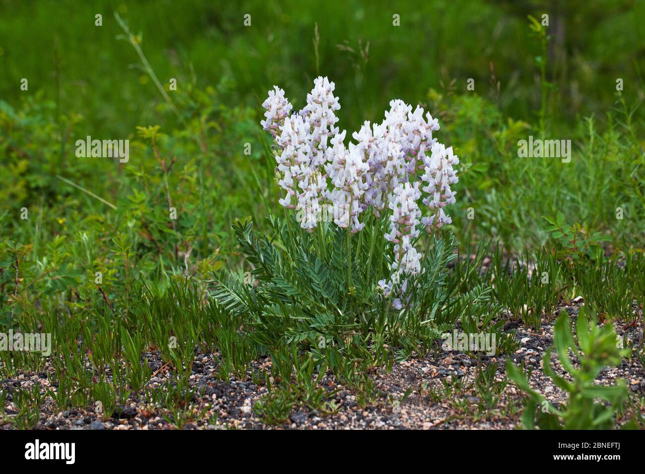 Mountain locoweed hi-res stock photography and images - Alamy