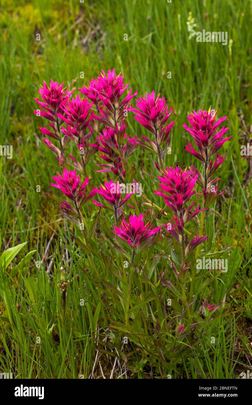 Paintbrush seed hi-res stock photography and images - Alamy