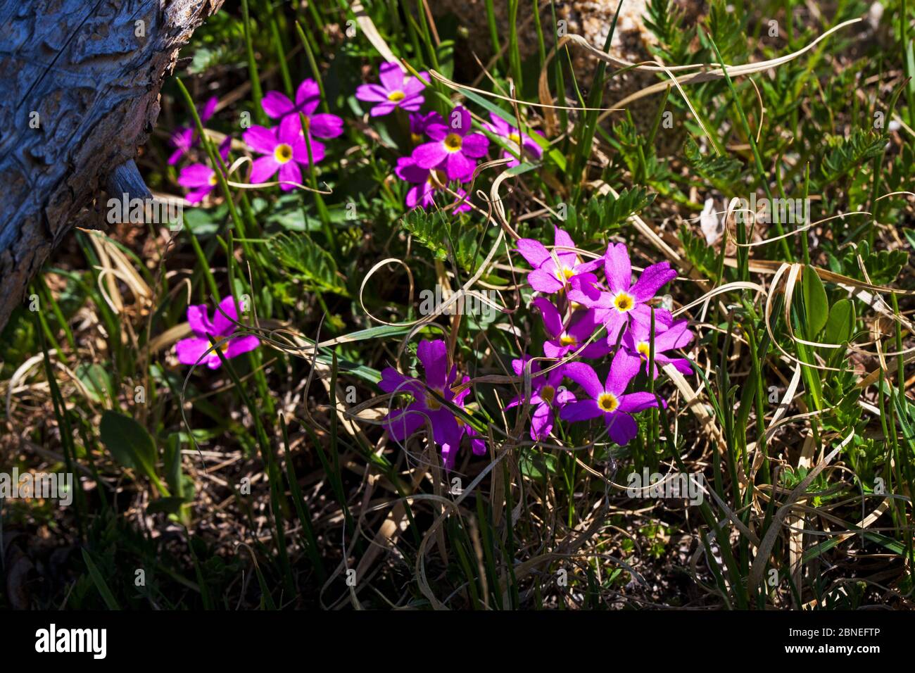 Fairy primrose (Primula angustifolia) Rocky Mountain National Park ...