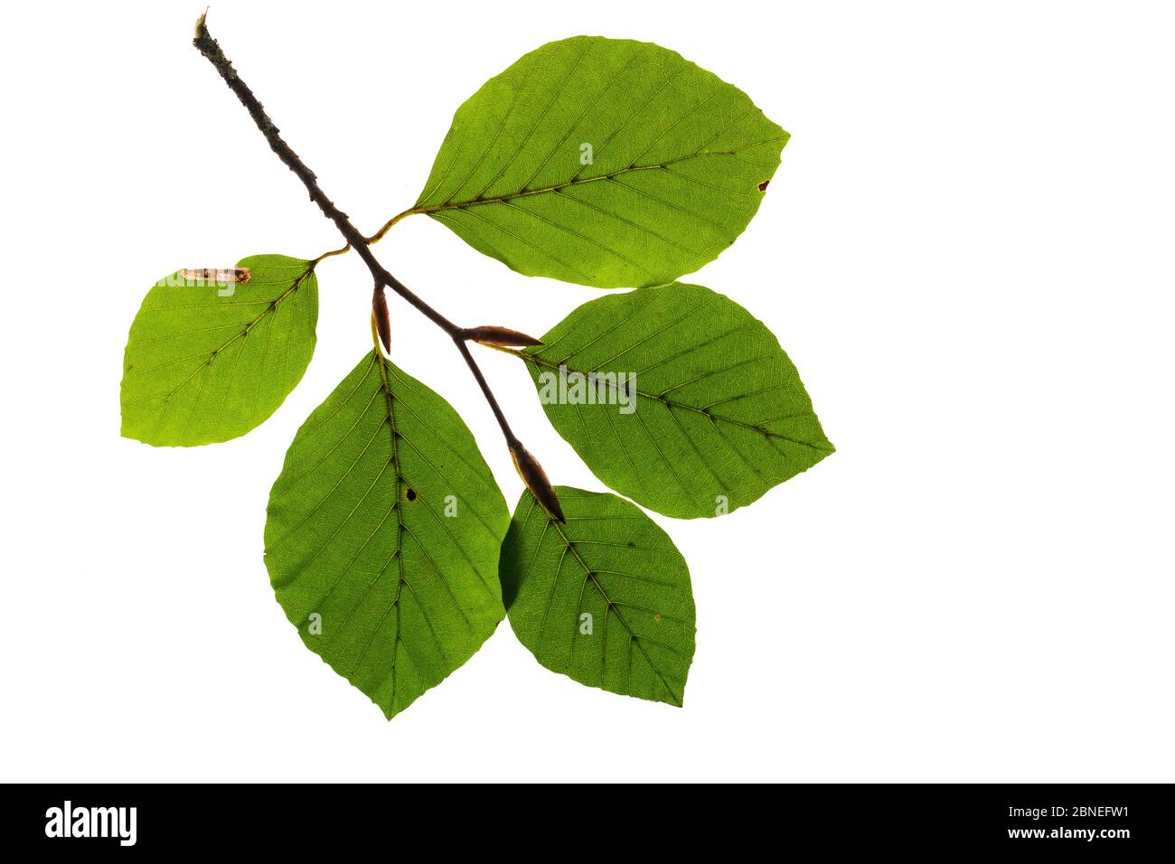 Beech tree leaf cutout hi-res stock photography and images - Alamy