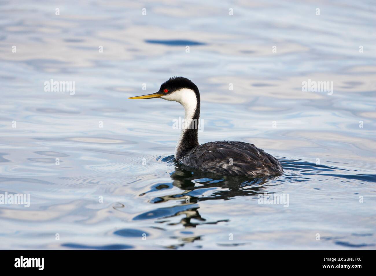 Western grebe (Aechmophorus occidentalis) swimming on Two Oceans Lake ...