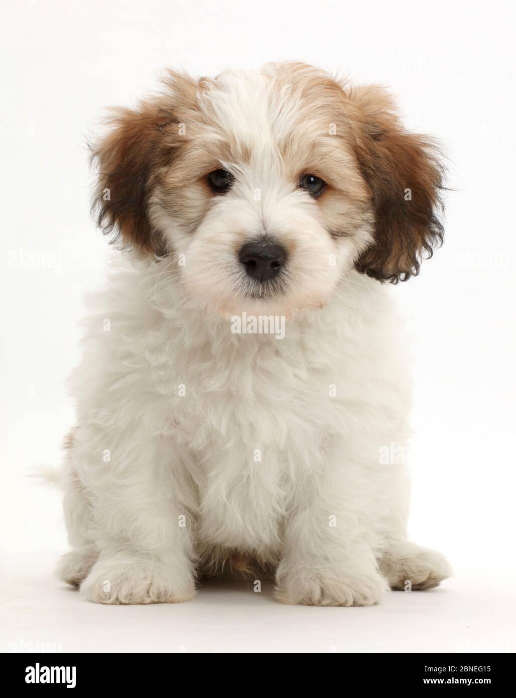 Jack Russell x Bichon puppy sitting Stock Photo - Alamy