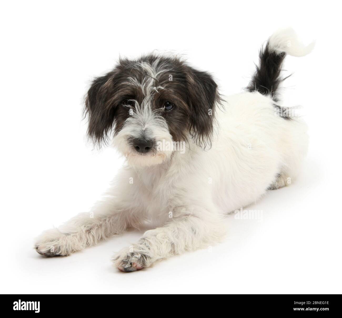 Black-and-white Jack-a-poo, Jack Russell cross Poodle pup, age 4 months ...
