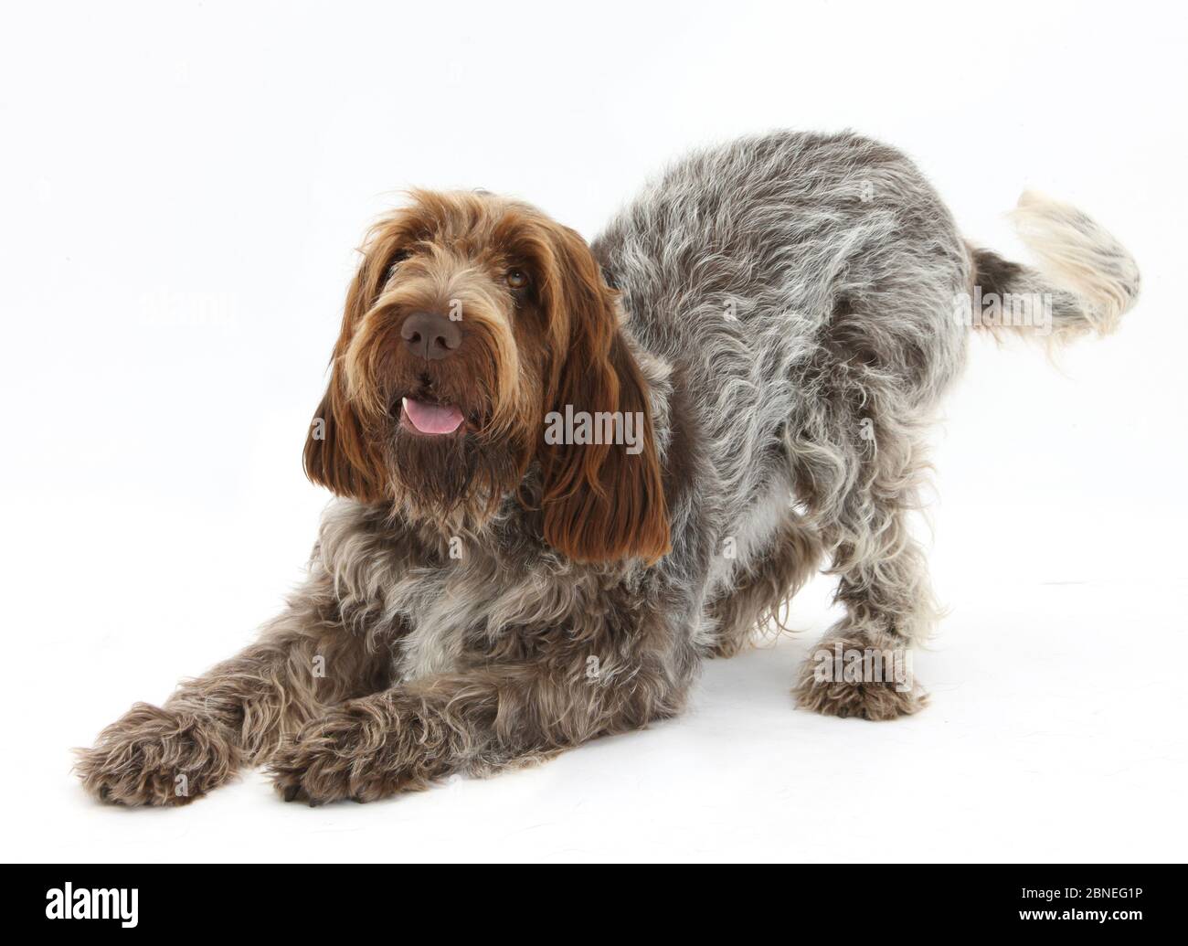 Italian Spinone