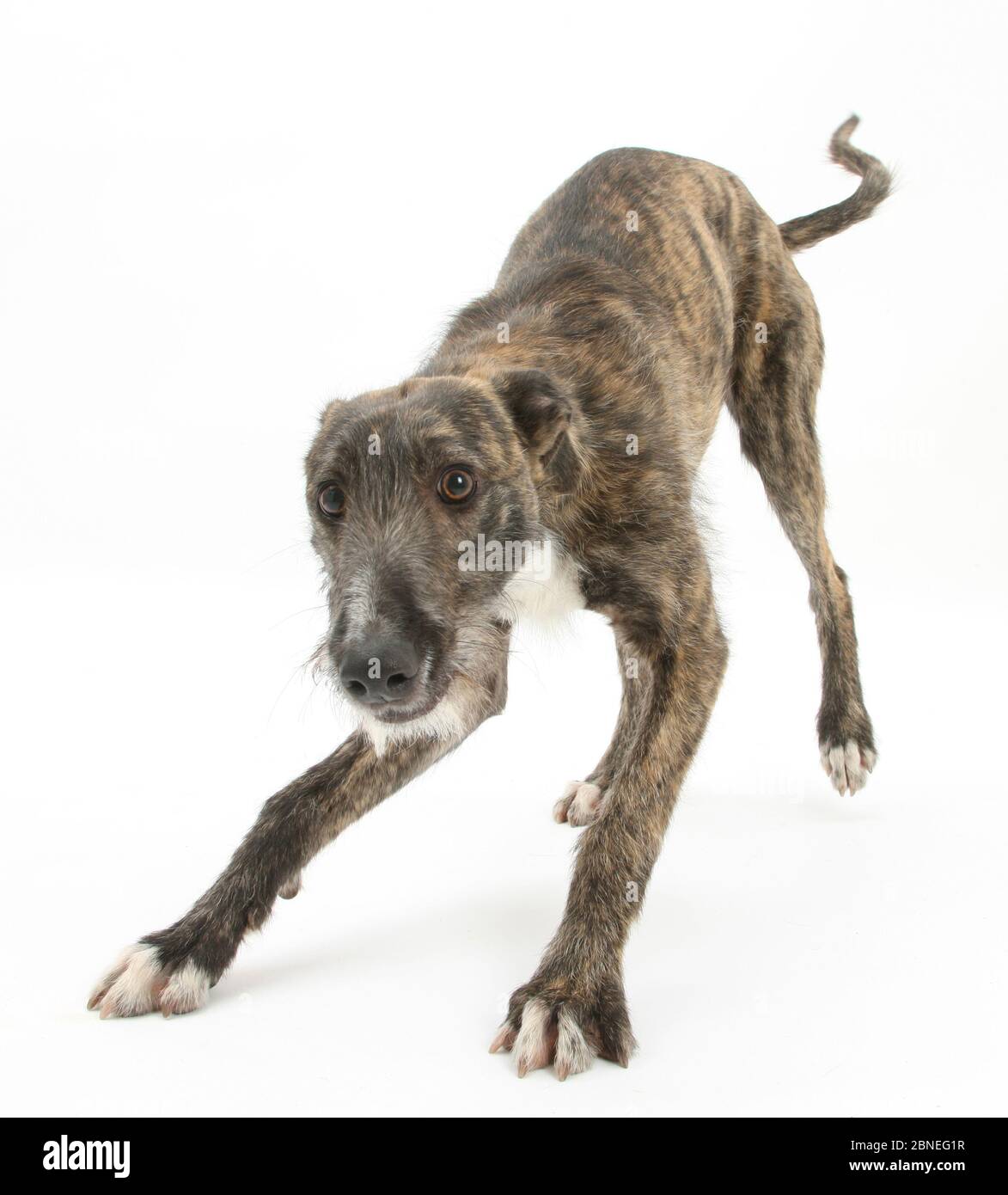 Brindle Lurcher dog, Kite, in play-bow Stock Photo - Alamy