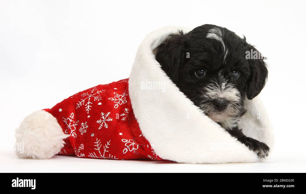 Black and white Yorkipoo, Yorkshire Terrier cross Poodle pup, age 7 ...