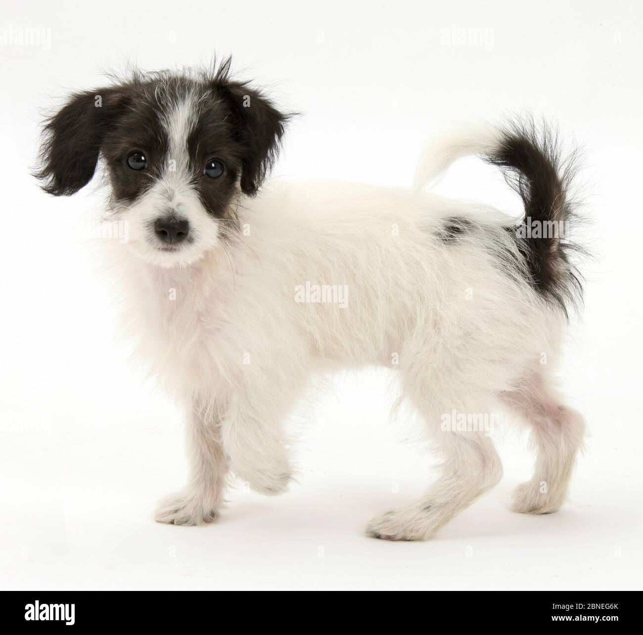Black and white Jack-a-poo, Jack Russell cross Poodle pup, age 8 weeks ...