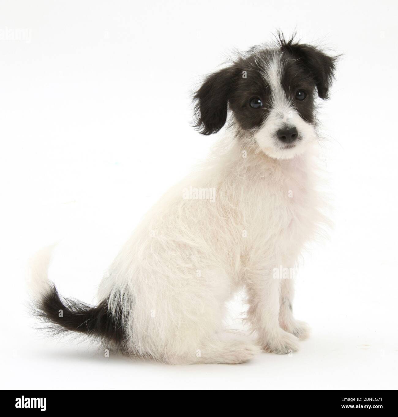 Black and white Jack-a-poo dog, jack Russell cross Poodle pup, 8 weeks ...