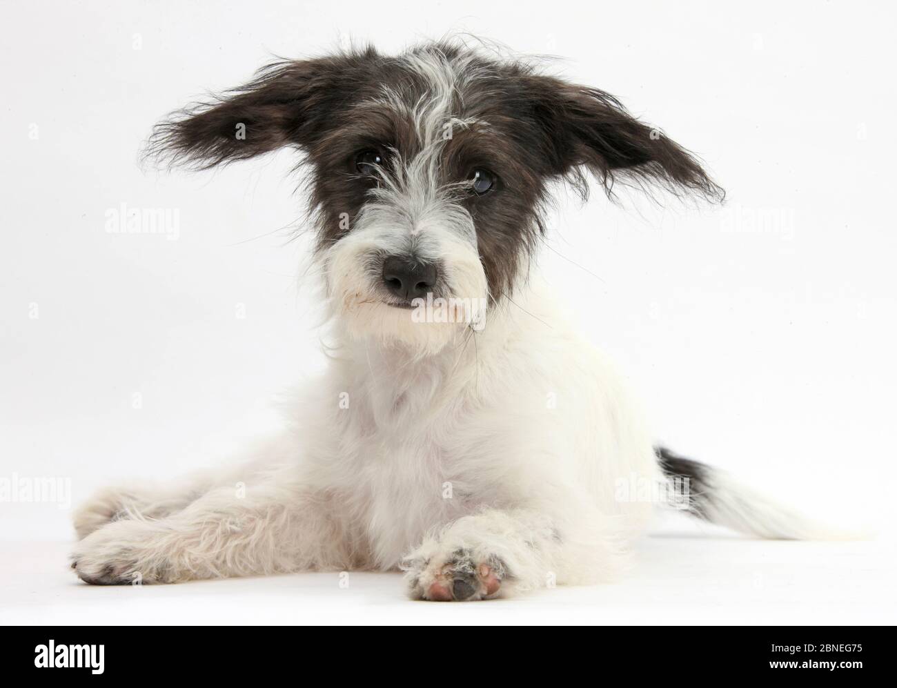 Black-and-white Jack-a-poo, Jack Russell cross Poodle puppy Stock Photo ...