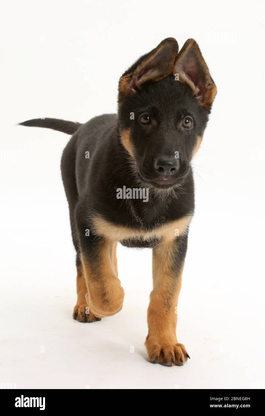 German Shepherd Dog puppy, age 8 weeks, walking Stock Photo - Alamy