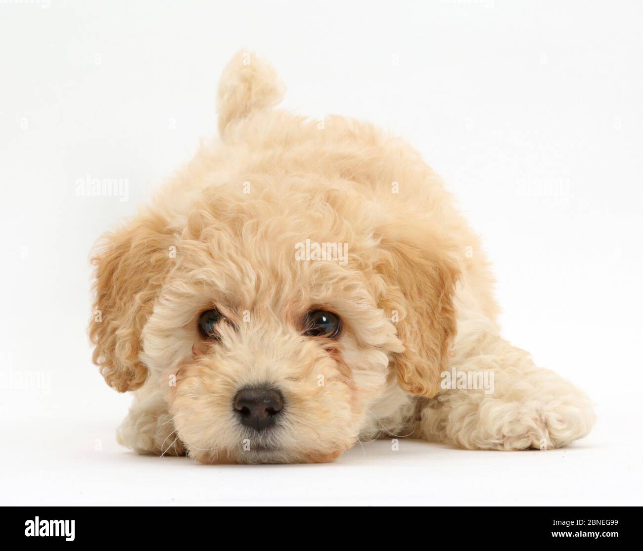 Poochon puppy, Bichon Frise cross Poodle, age 6 weeks Stock Photo - Alamy