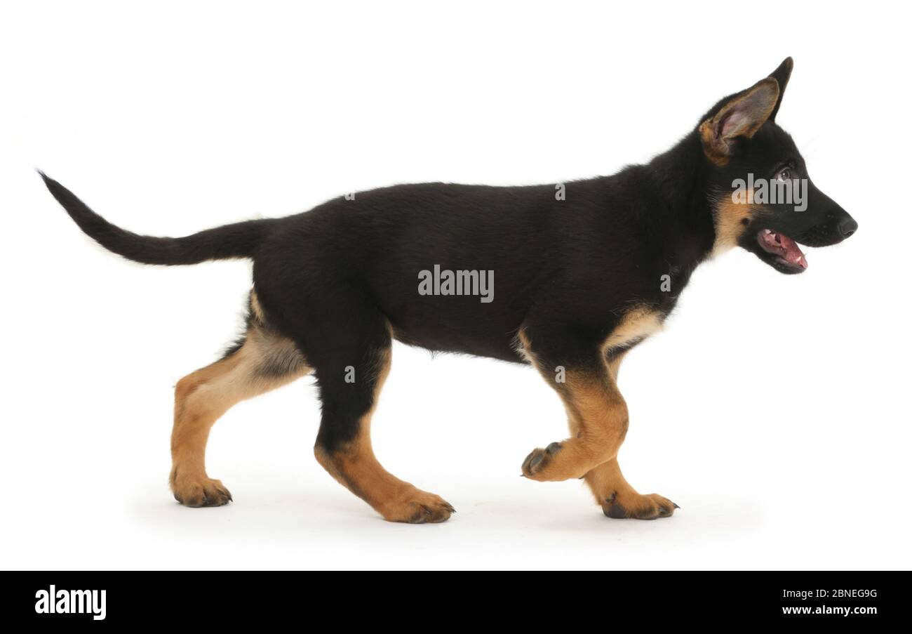 German Shepherd Dog puppy, age 8 weeks, walking across Stock Photo - Alamy