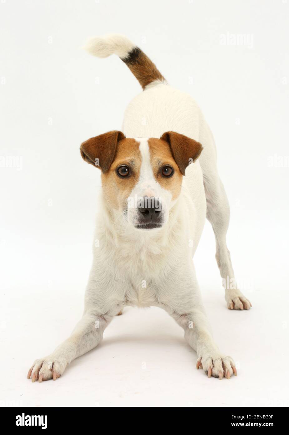 Adorable stance hi-res stock photography and images - Alamy