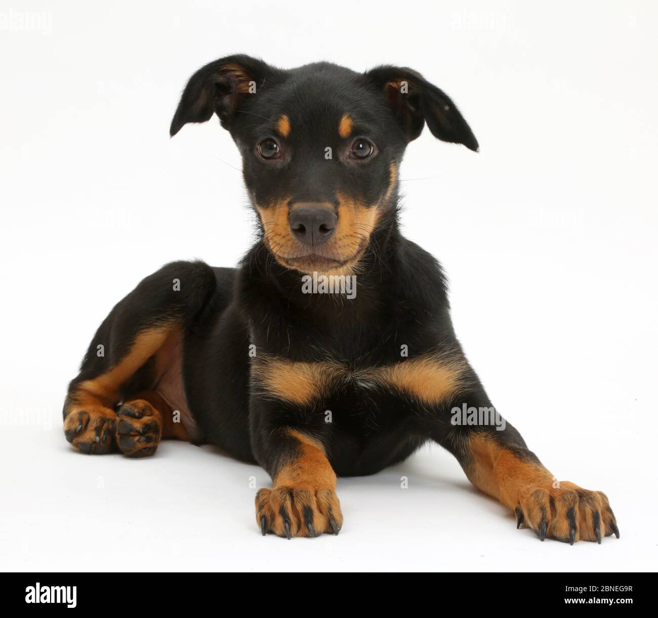 Australian Kelpie, sitting Stock Photo - Alamy