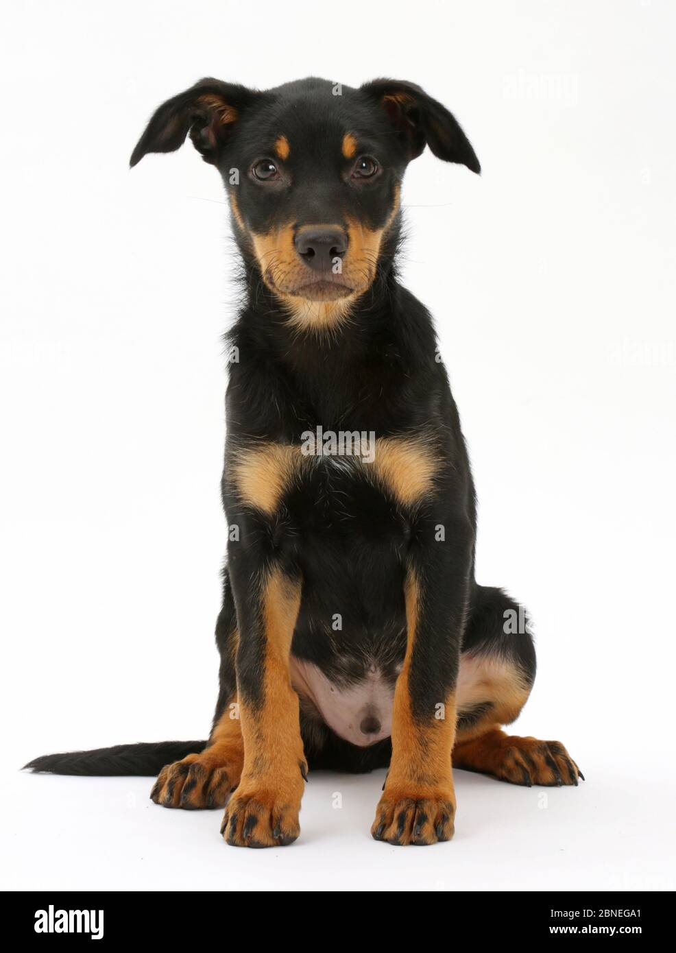 Australian kelpie sitting hi-res stock photography and images - Alamy